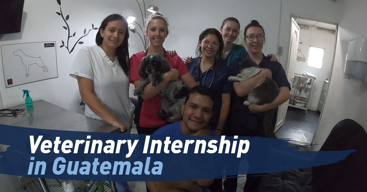 Veterinary Internship in Guatemala | Maximo Nivel