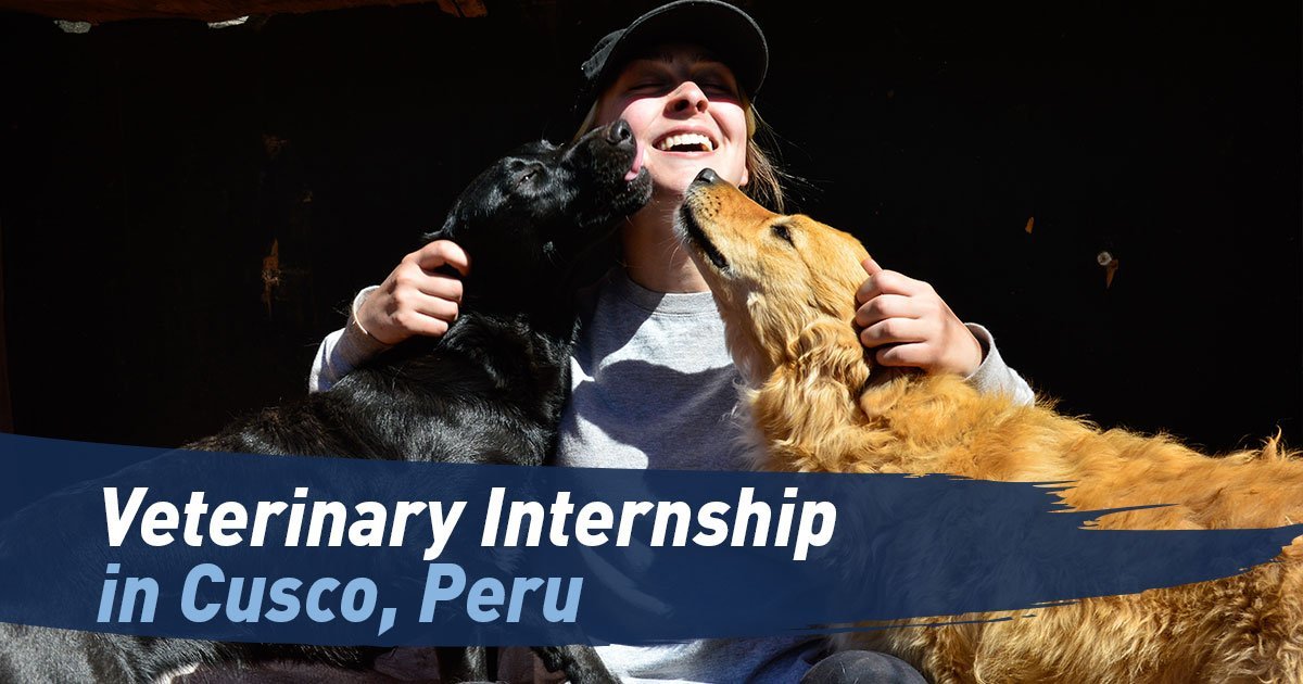 Veterinary Internship in Peru | Maximo Nivel