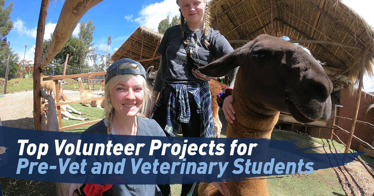 Top Volunteer Projects for Pre-Vet and Veterinary Students | Maximo Nivel